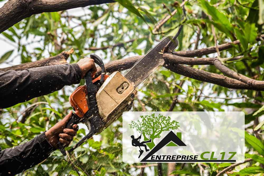 Entreprise CL 17 - Élagage et abattage à Royan 17200 - Entreprise CL17 ...